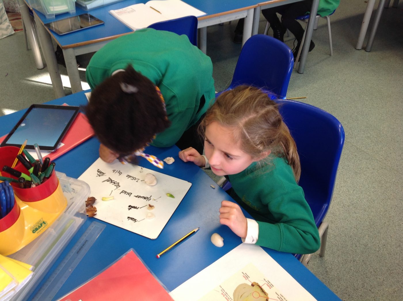 Orchard Primary School | Year 2 explore germination