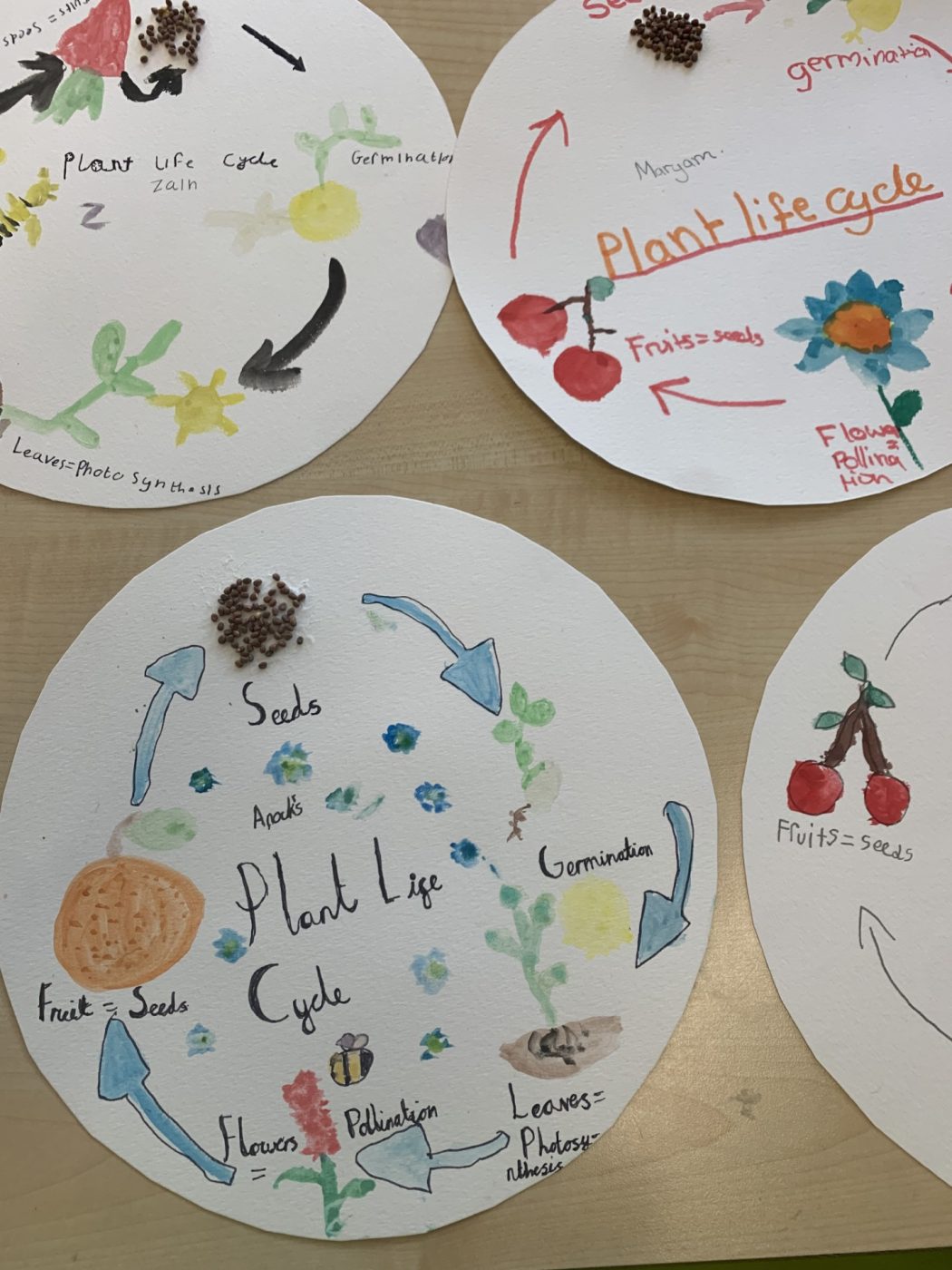 Year 5 Learn Fruit Life Cycle - Orchard Primary School