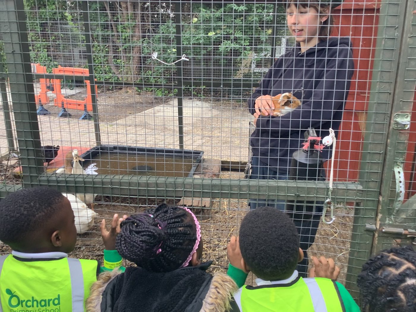 Orchard Primary School | EYFS Farm Visit
