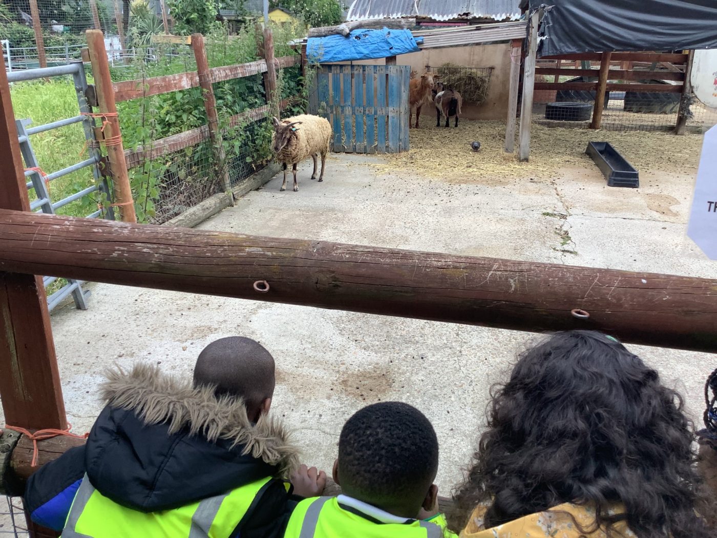 Orchard Primary School | EYFS Farm Visit