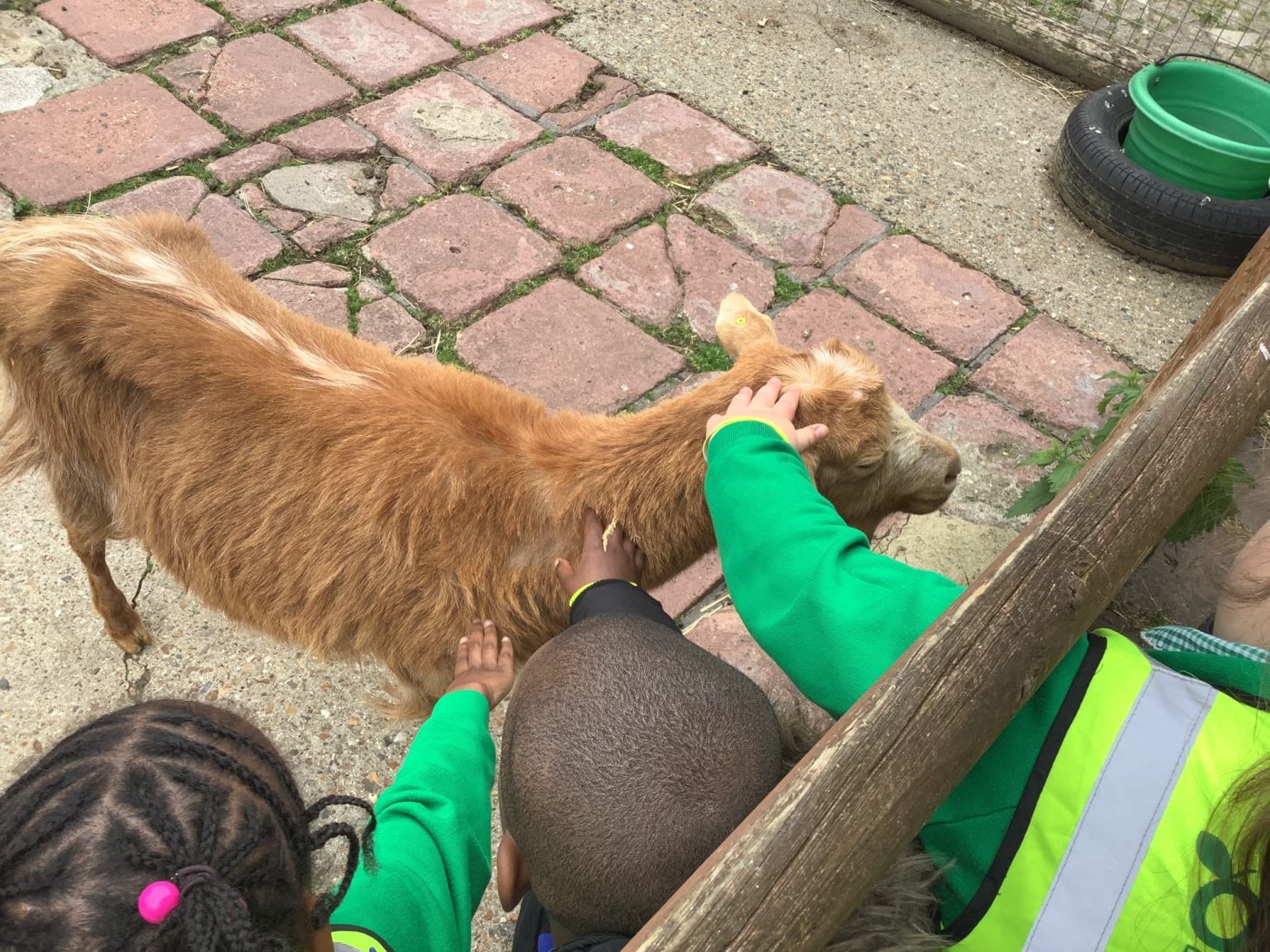 Orchard Primary School | EYFS Farm Visit