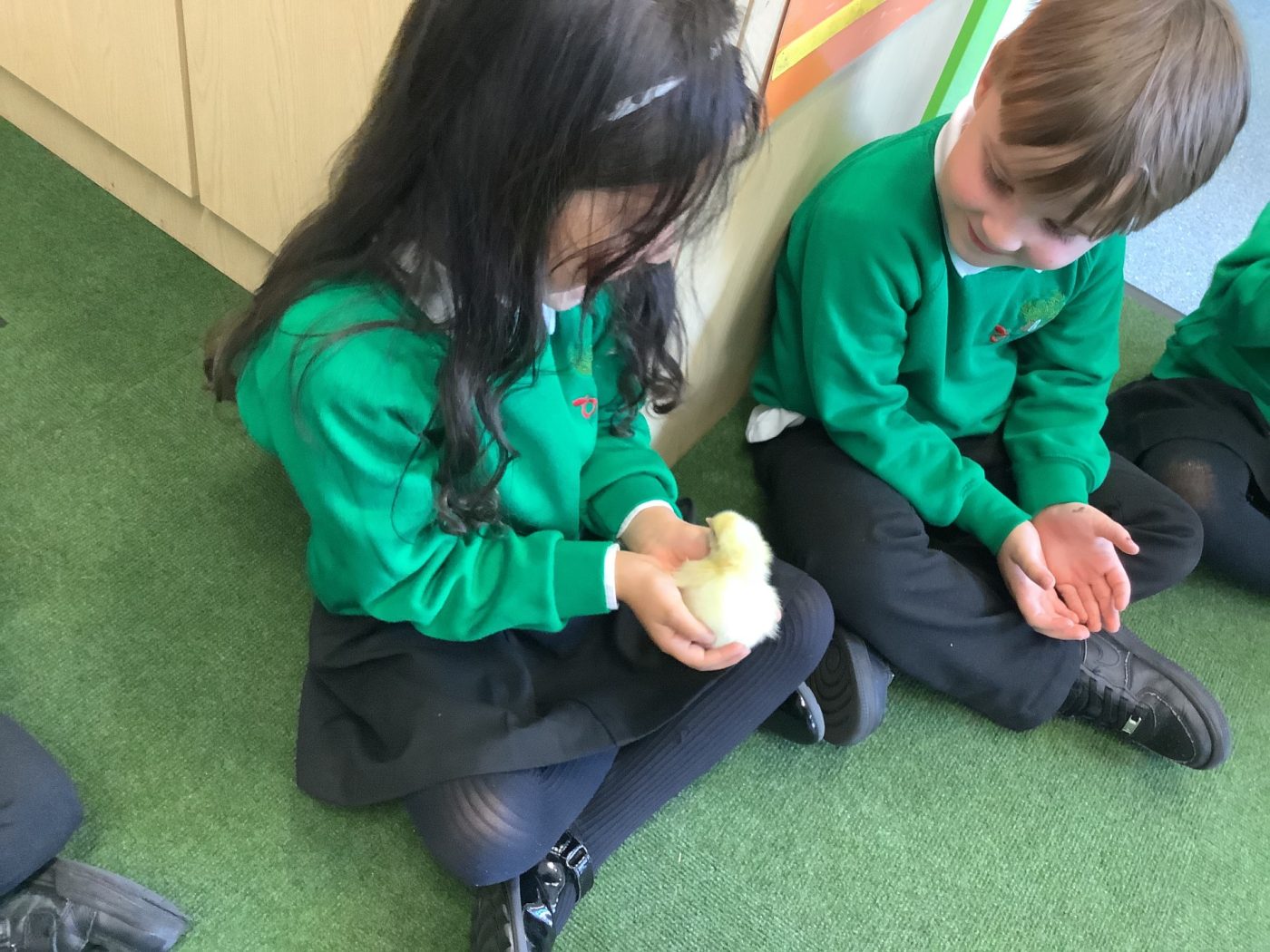 EYFS Watch Eggs Hatch - Orchard Primary School